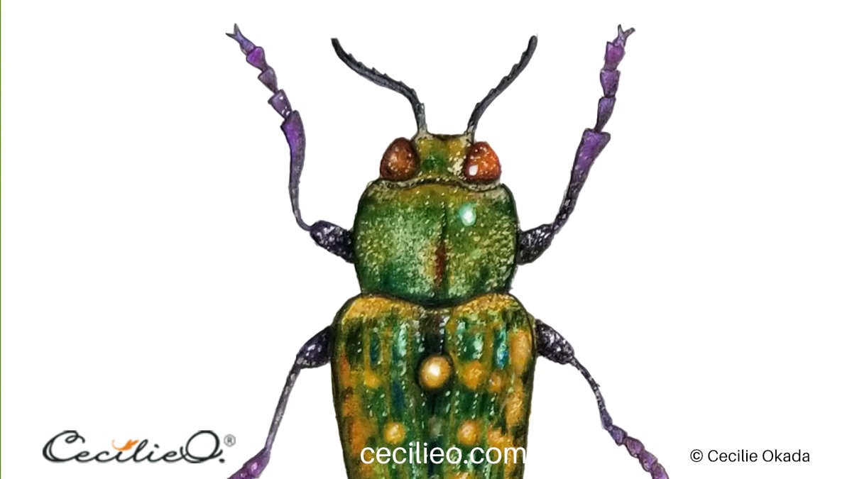 how to draw golden beetle