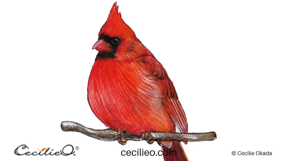 how to draw realistic drawings with colored pencils