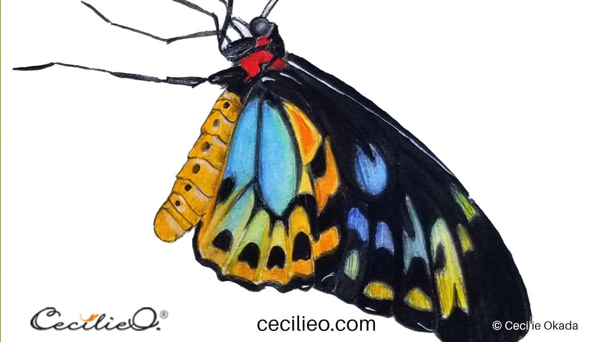 how to draw butterfly spread