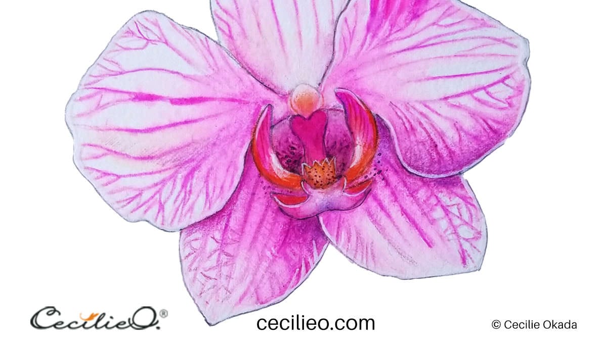 how to draw orchids with pencil