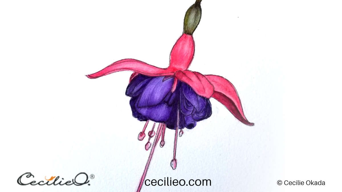 Watercolor Fuchsia Tutorial: A Beautiful Blossom