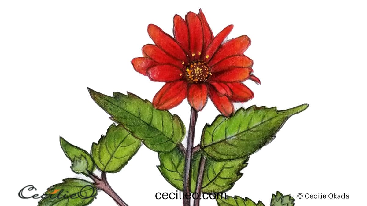 how to draw red flowers