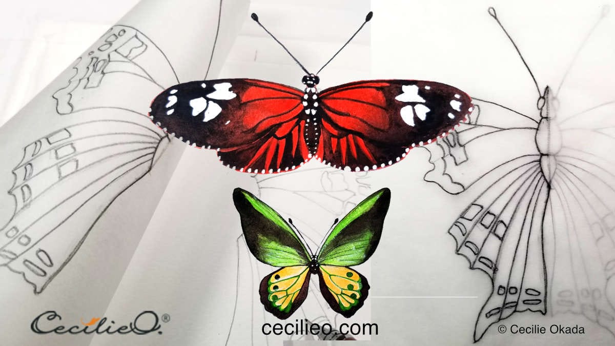 how to draw butterfly pic