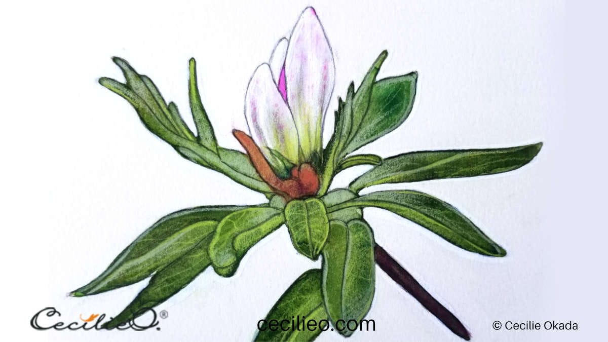 azalea drawing