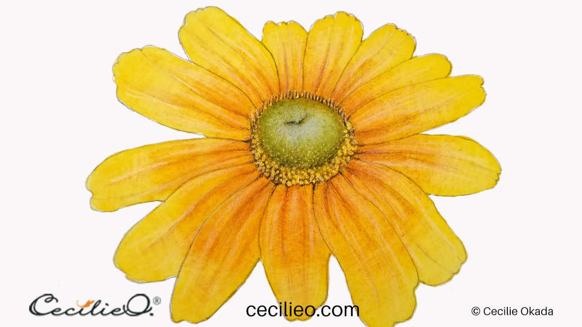How to Watercolor a Realistic, Radiant Prairie Sunflower