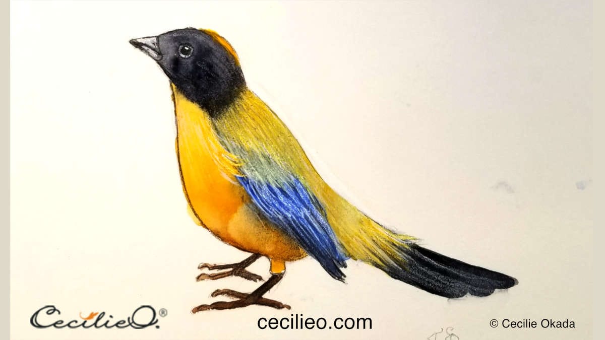 how to draw realistic birds with pencil