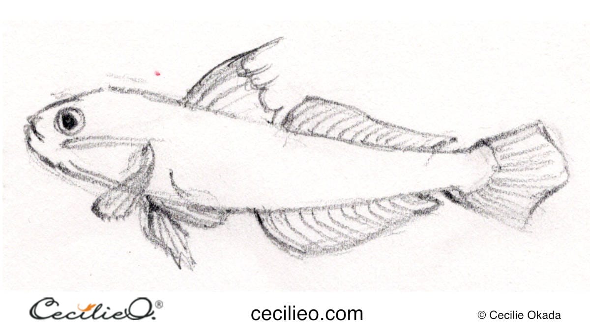 25 Sea Life Drawing Ideas: From Fish to Curiosities
