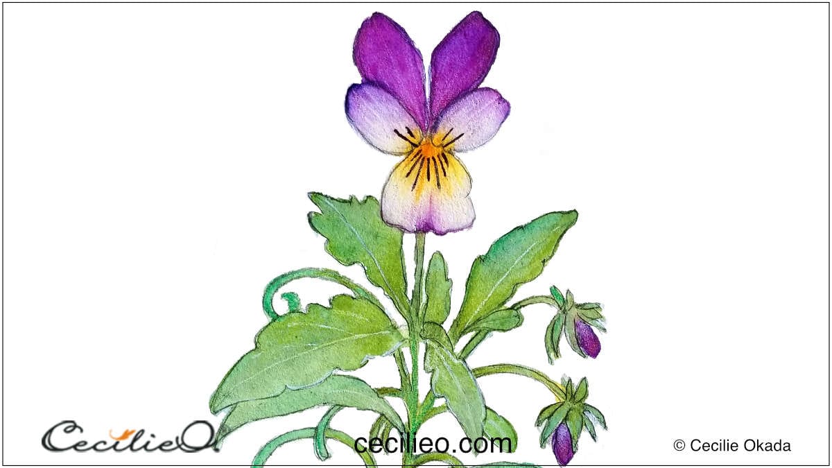 how to draw pansy leaves