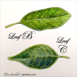 The Little Known and Easy Way to Watercolor Leaves