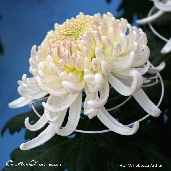 How to Watercolor a Chrysanthemum Flower