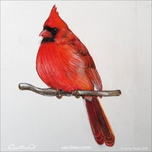 Drawing with Colored Pencils: Realistic Cardinal Tutorial