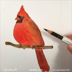 Drawing with Colored Pencils: Realistic Cardinal Tutorial