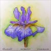 How to Watercolor a Purple Iris Flower