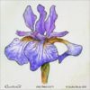 How to Watercolor a Purple Iris Flower