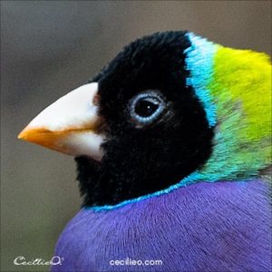 How to Watercolor a Realistic Bird: Colorful Finch