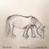 5 Ways to Make a Quick Horse Drawing in Pencil
