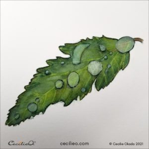 How to Paint a Water Drop in Watercolor: Leaf Study