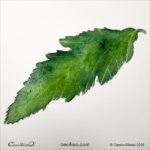 How to Paint a Water Drop in Watercolor: Leaf Study