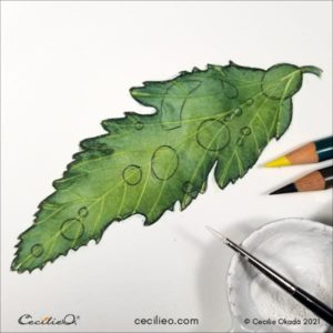 How to Paint a Water Drop in Watercolor: Leaf Study