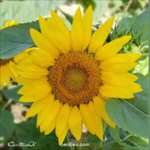How to Draw a Sunflower With a Freehand Golden Ratio Spiral