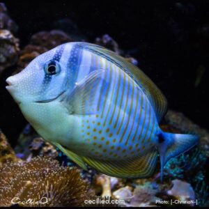 Mindfulness in Art: Paint Sparkling, Colorful Fish