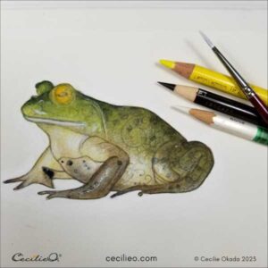 Paint a Stunning Bullfrog With Watercolor & Colored Pencils