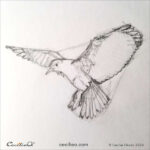 How to Draw a Bird in Flight