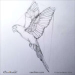 How to Draw a Bird in Flight