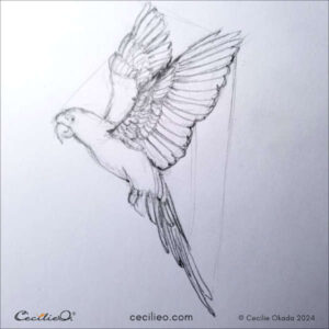 How to Draw a Bird in Flight